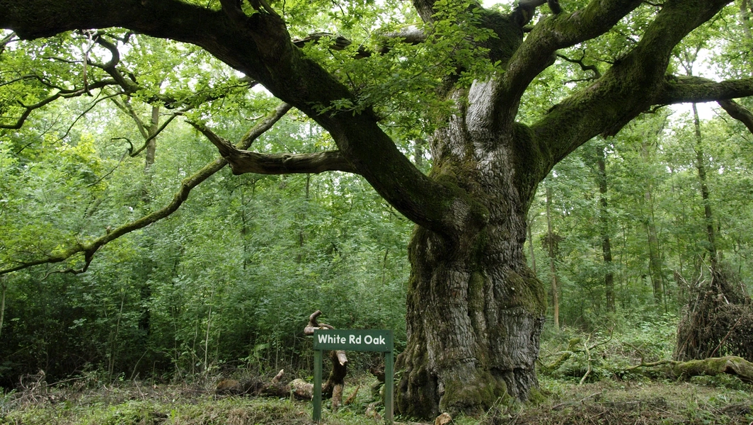 Death of Major Oak highlights urgent need to protect ancient trees