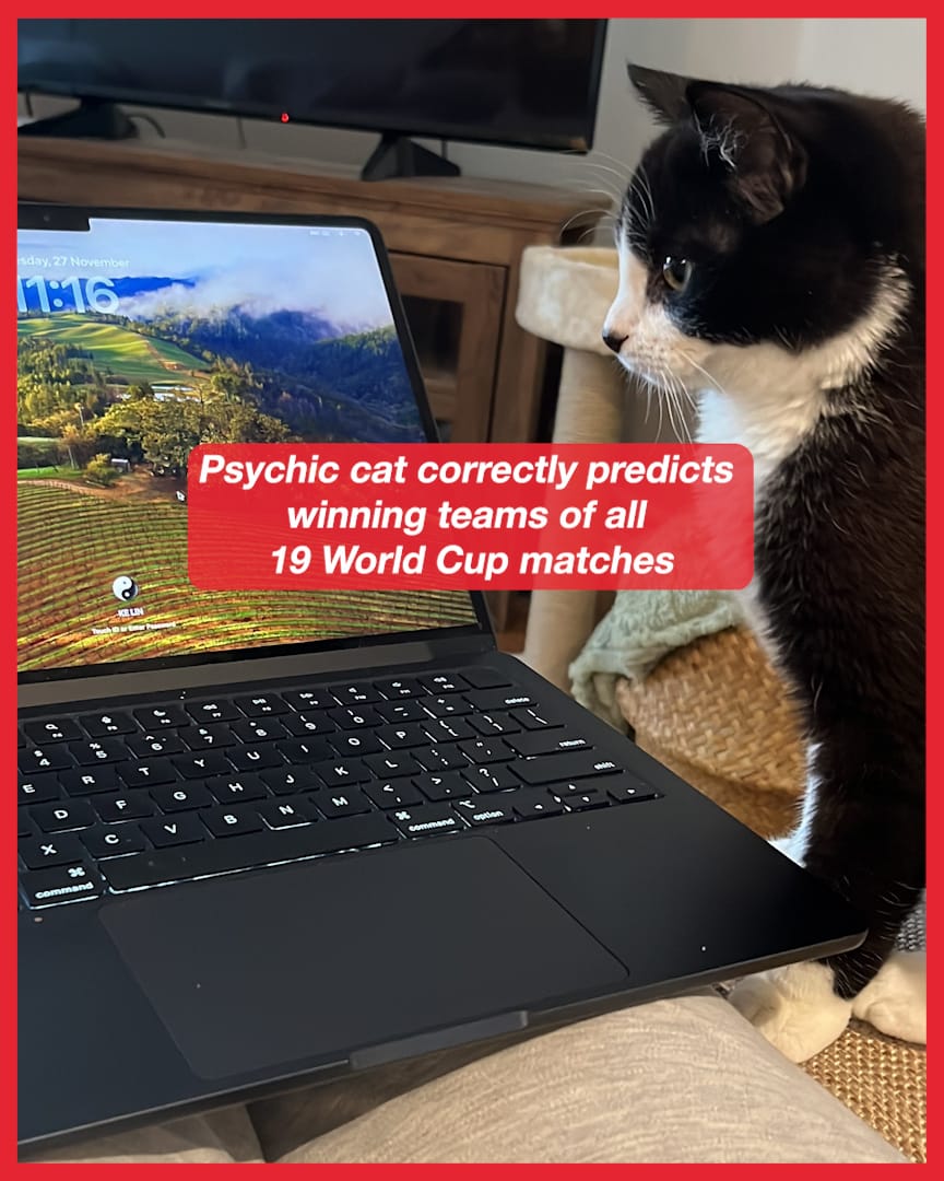 Psychic cat predicts winning teams of all 19 World Cup matches