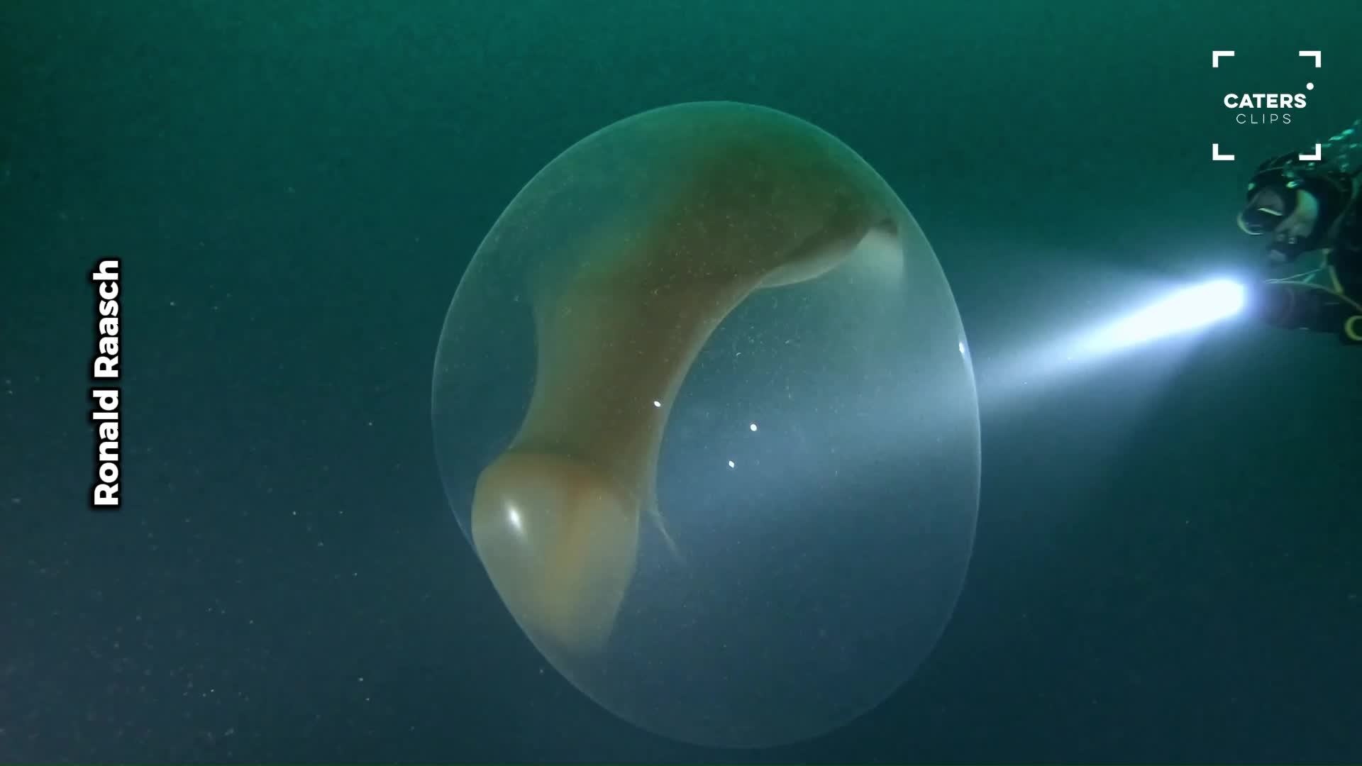 Divers make unforgettable discovery underwater