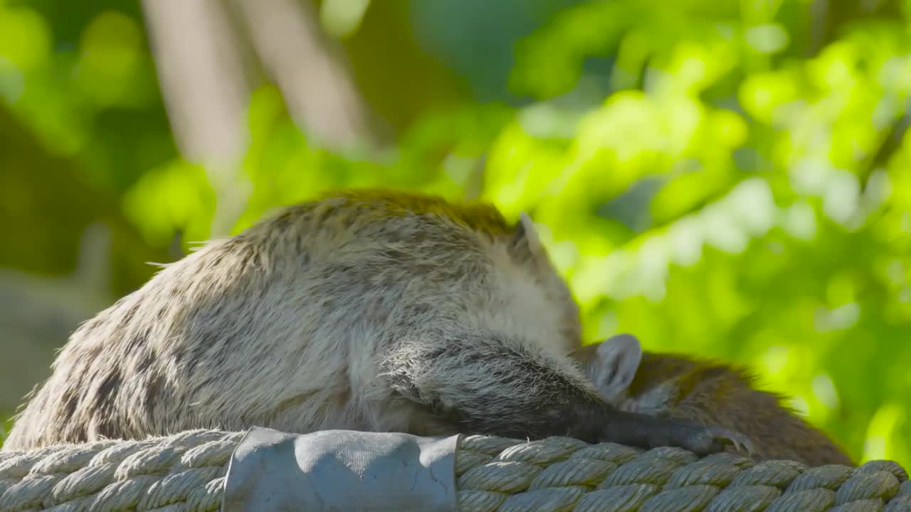 Coati pups make first appearance at Vienna Zoo