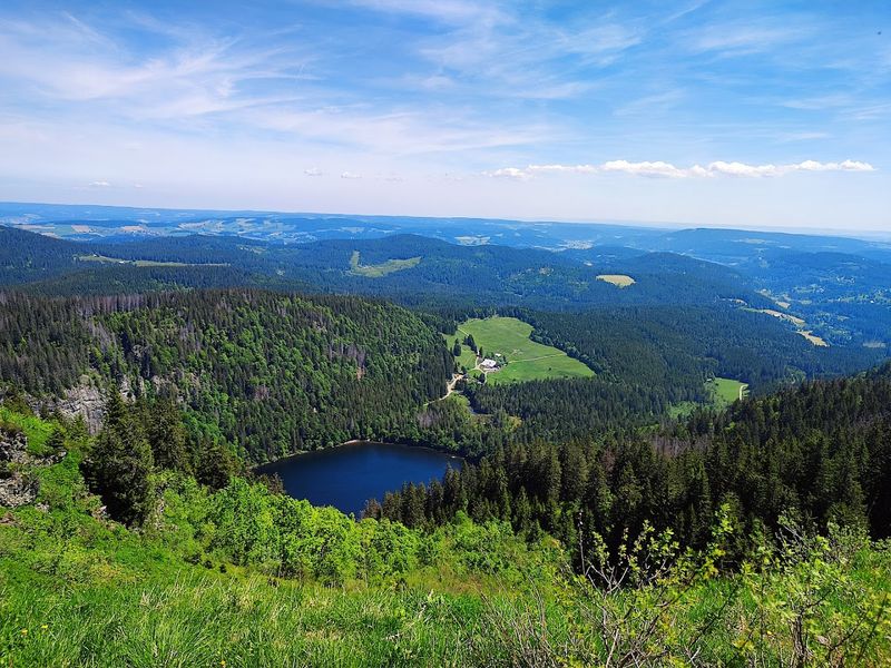 15 famous forests around the world that feel almost unreal