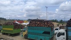 Ratusan truk TBS mengular di PT MAS Mamuju Tengah, harga tinggi jadi ...