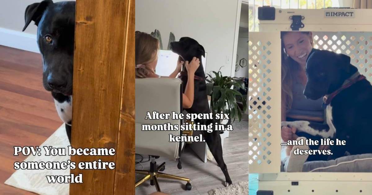 Shelter dog hides behind door but looks at foster mom like she's his ...