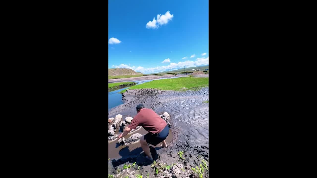 Farmer enlists help of passersby after herd of 12 sheep get stuck in ...