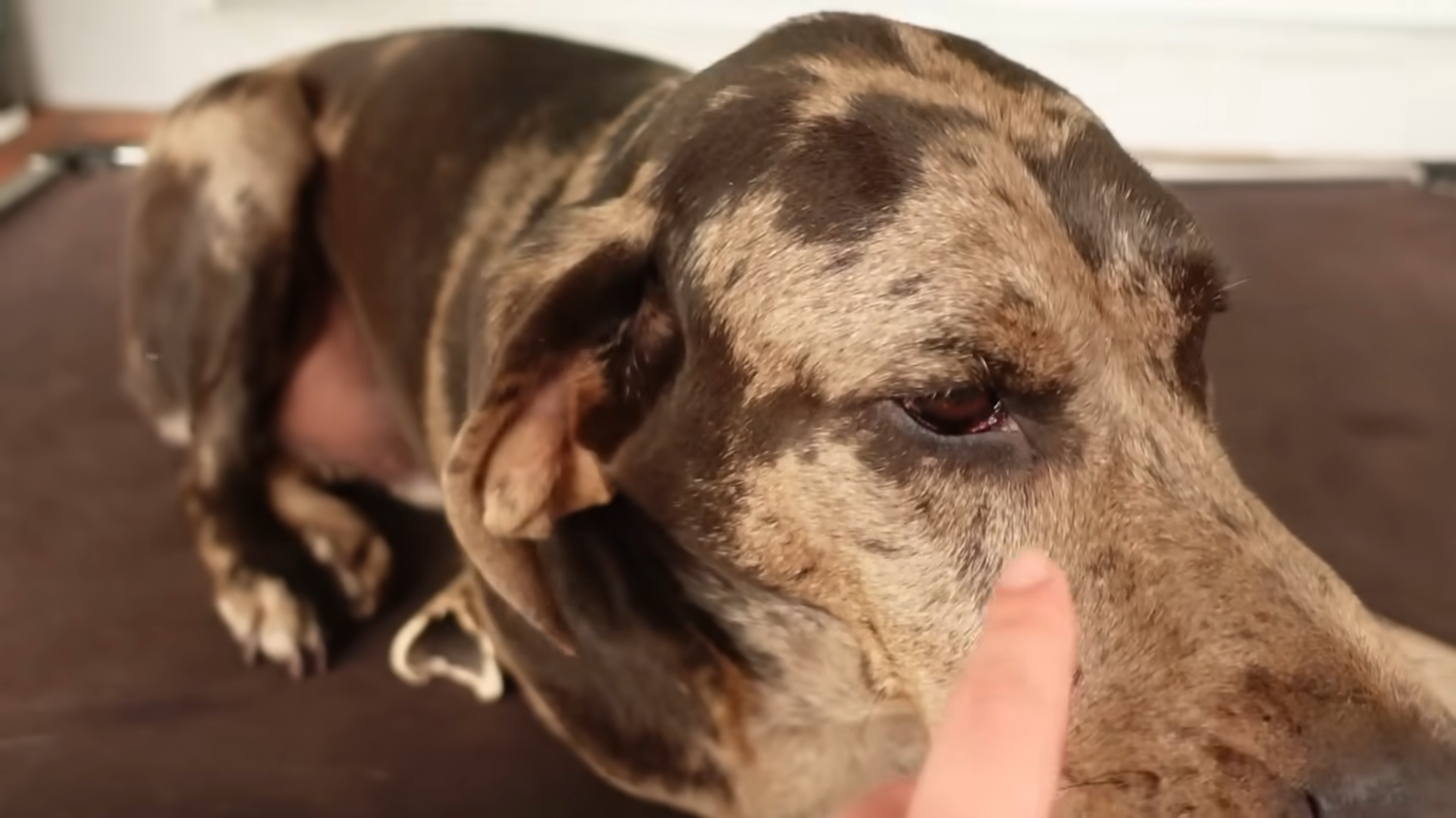 The biggest tick they’d ever seen was living inside their dog’s ear
