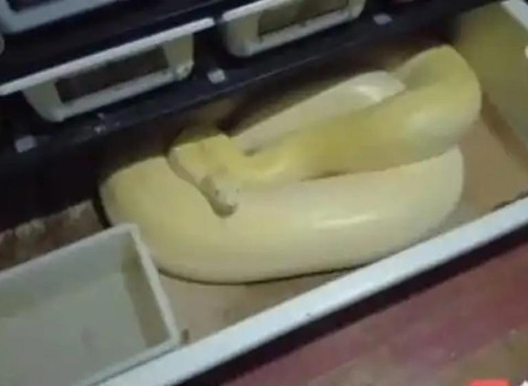 Chinese man jailed after flat’s high electricity usage exposes breeding ...