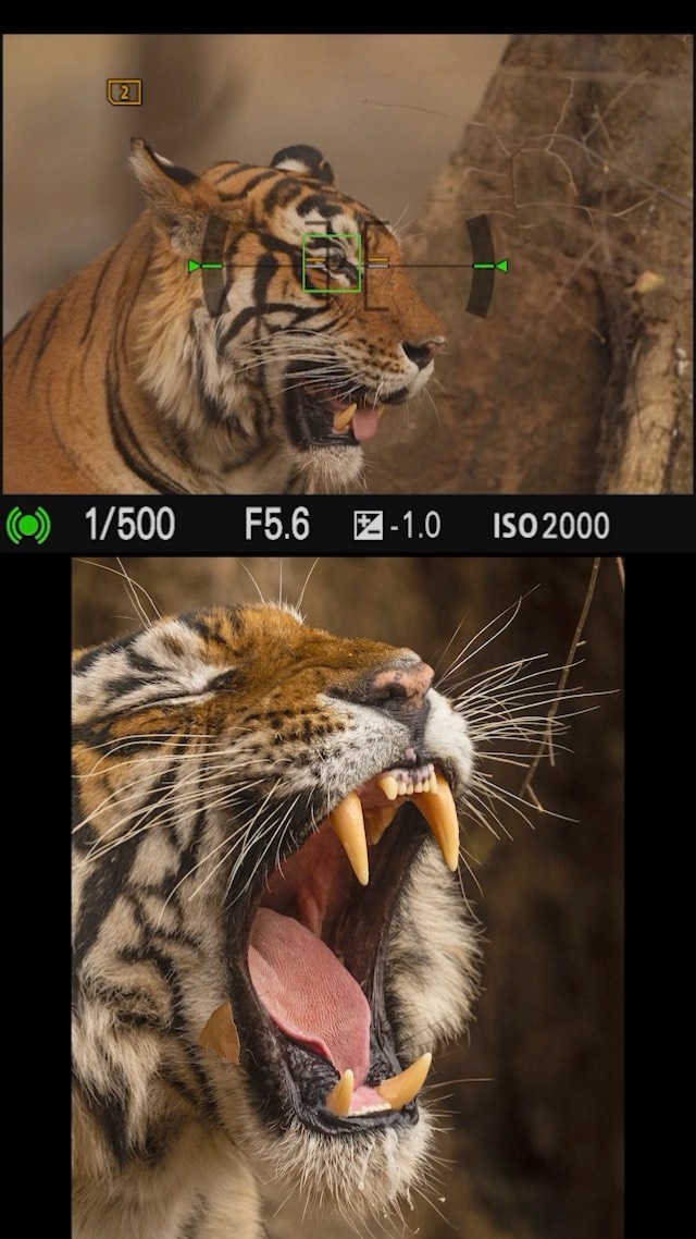 Tiger time in the wild national park safari moment