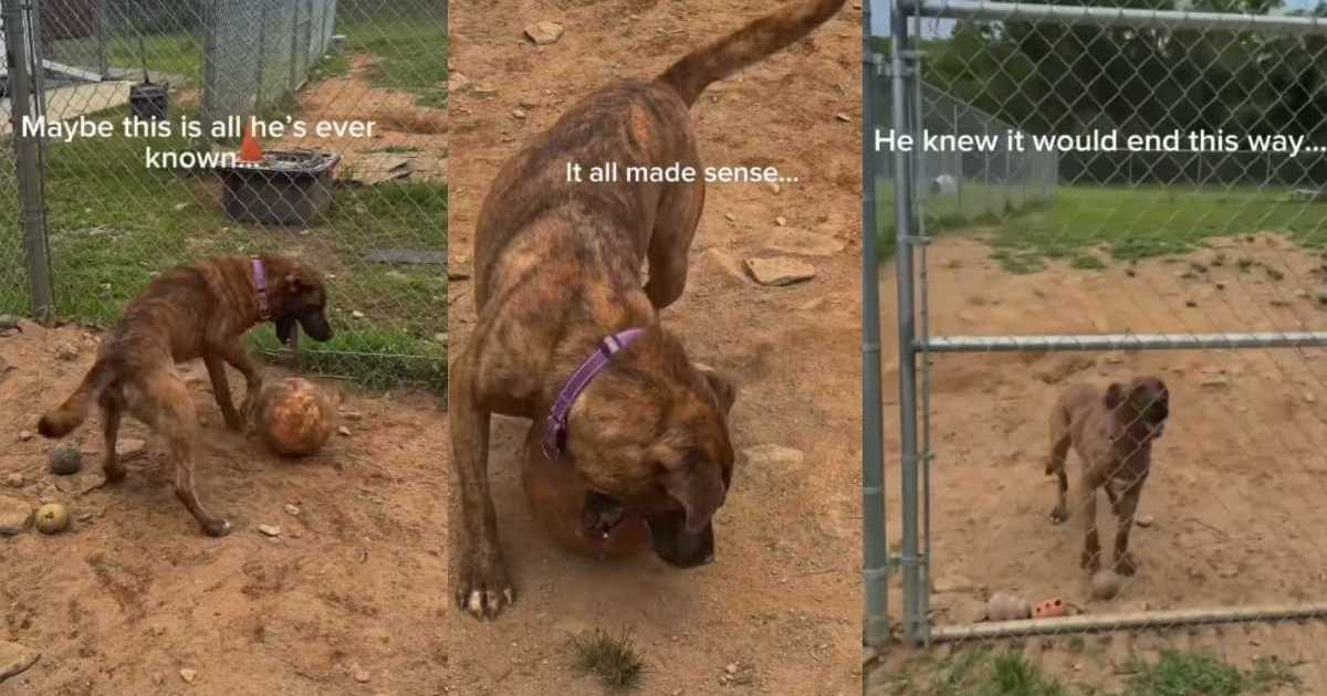 Human Sees Rescue Dog Playing by Himself & Realizes Something Heartbreaking