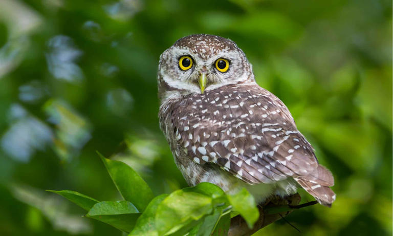 The US plan to kill 450,000 owls to save one species