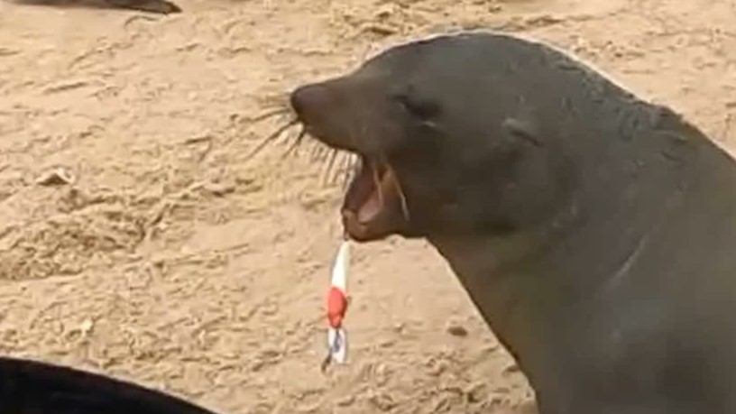 Look at this poor seal's mouth - a metal hook had been hurting him ...