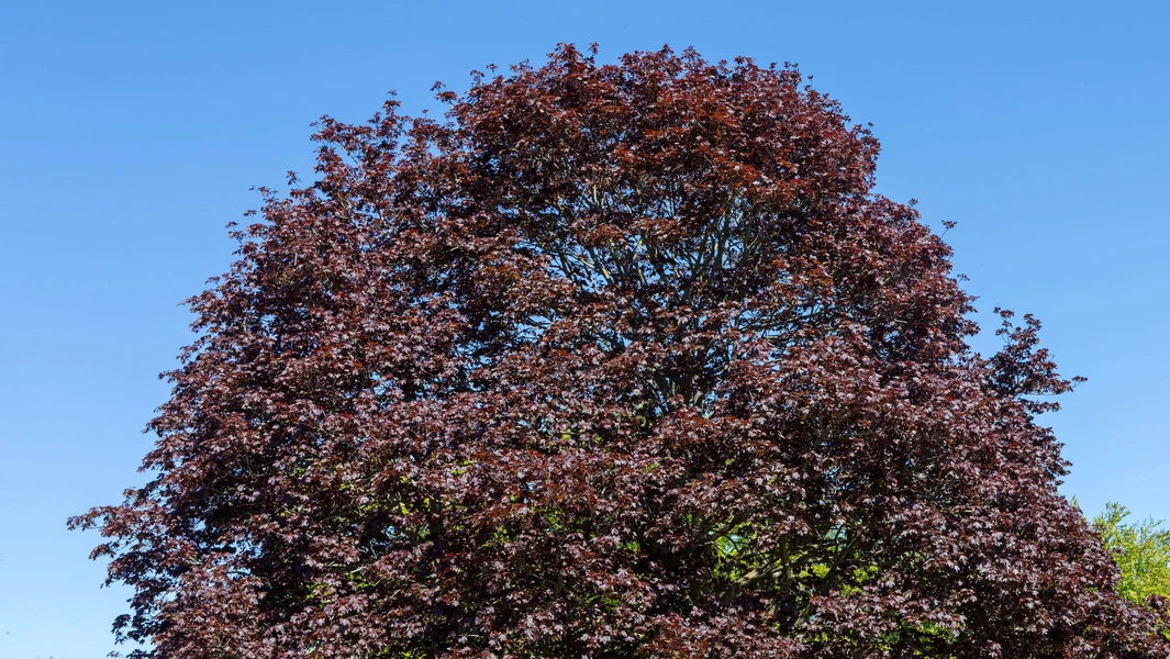 Experts say mature trees can boost home value up to 15%