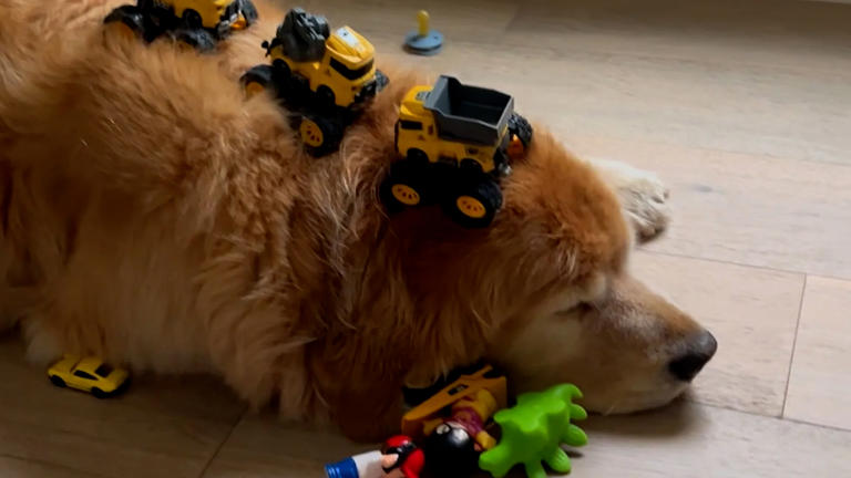 Patient golden retriever lets toddler pile toys on his back
