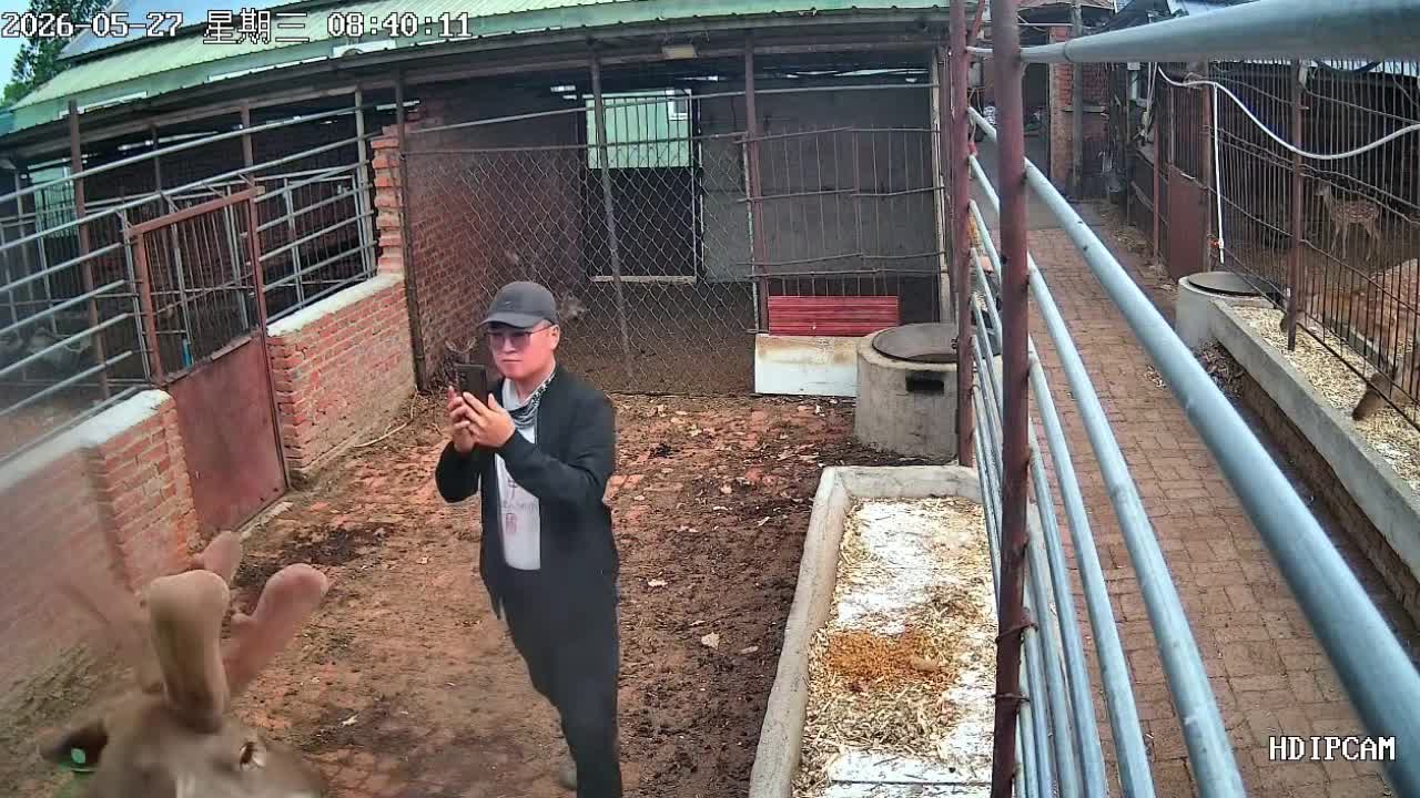 Man escapes sika deer attack inside enclosure in Jilin, China