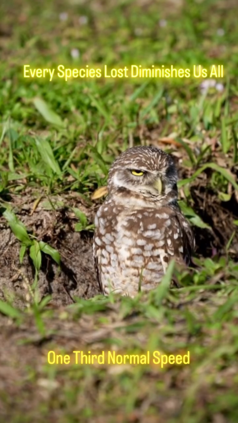Burrowing owls protected species status and research permits explained