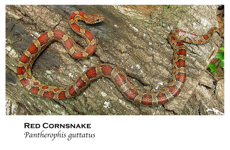 Seven snakes you might spot in Alabama’s wild this summer