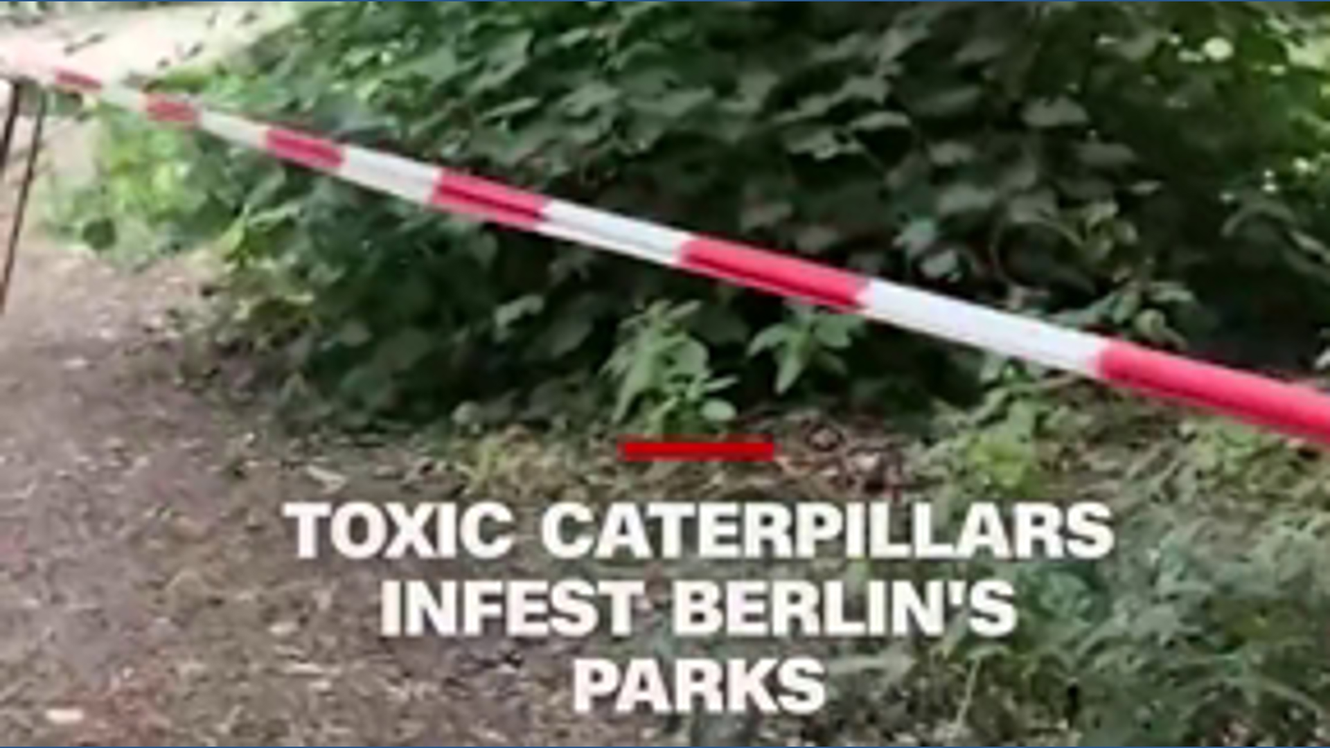 Toxic caterpillars infest Berlin's parks