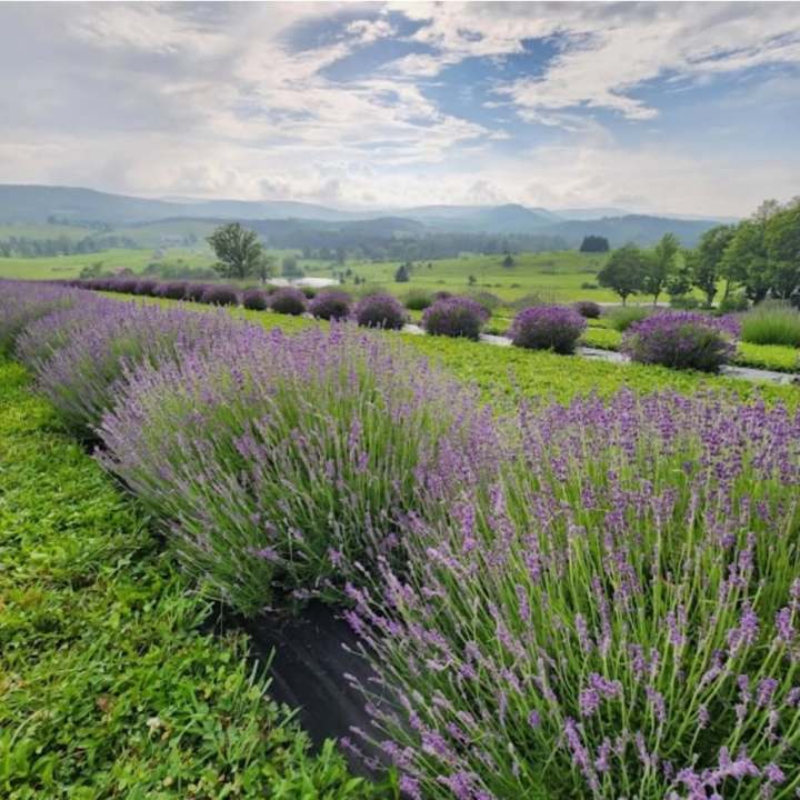 Lavender season arrives at farm in Sharon Springs