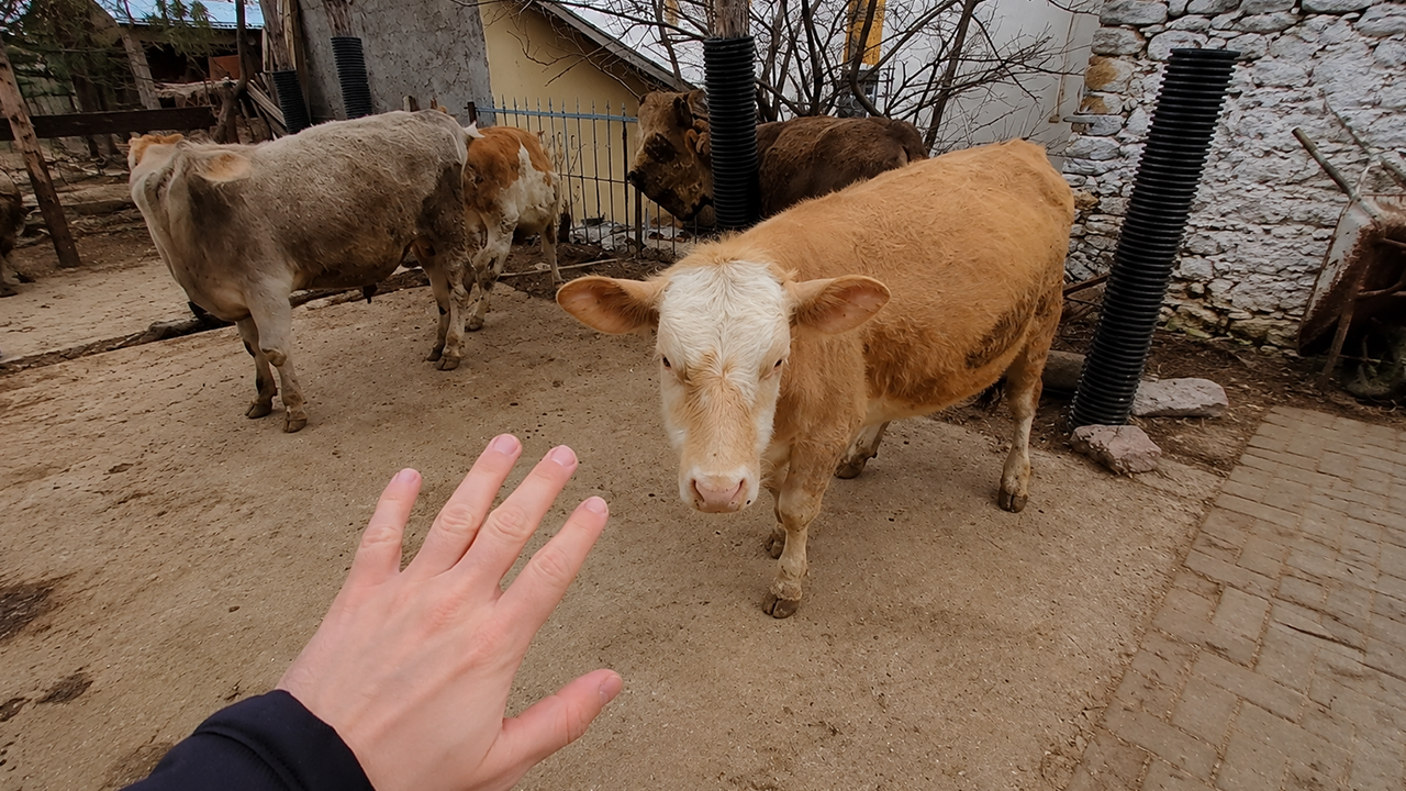 Watch what happens when a stranger tries to pet a cow