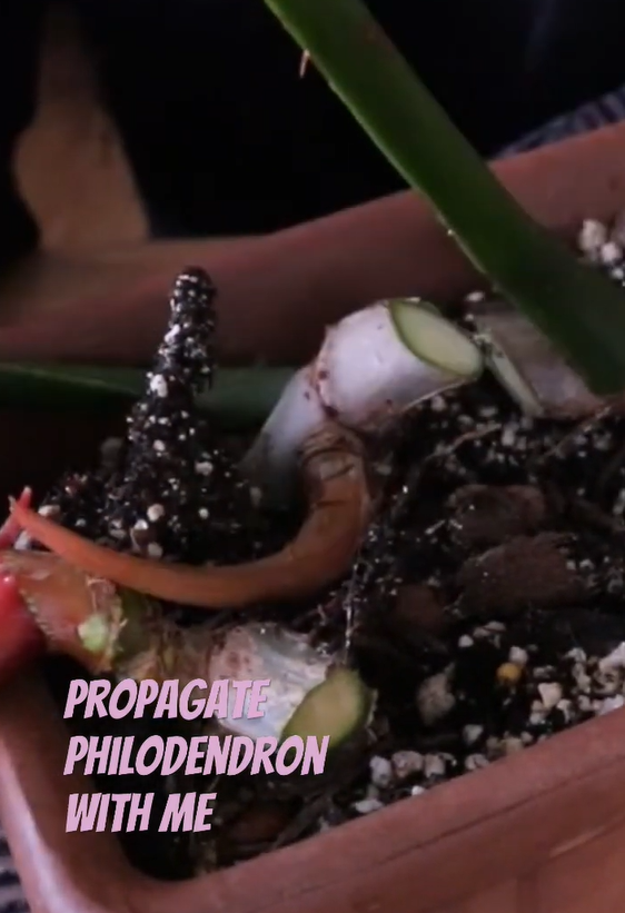 Free plants: Indoor plant propagation and growth tips