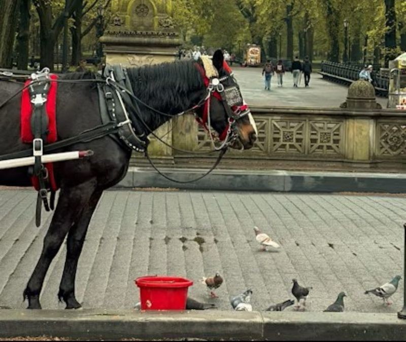 'Romanch's law': NYC bill named after Indian tourist killed in horse ...