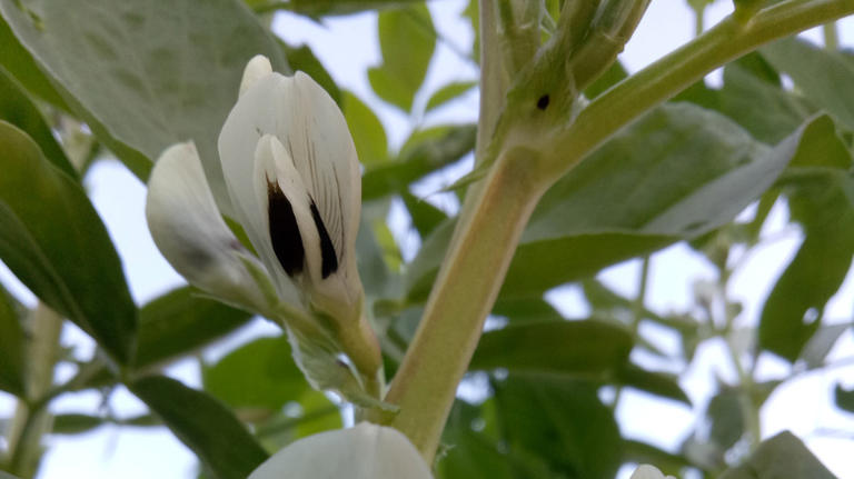 Not a herb, not a fruit tree: The edible flowering plant pollinators love