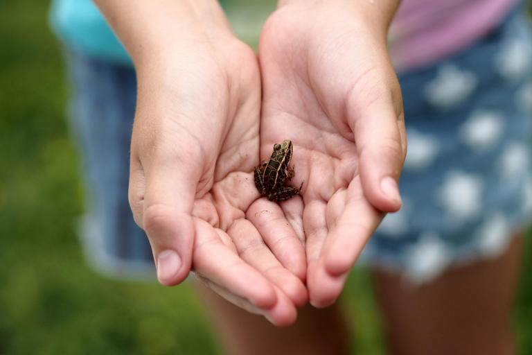 Little hops of faith - tiny frogs on the move at Brighton church