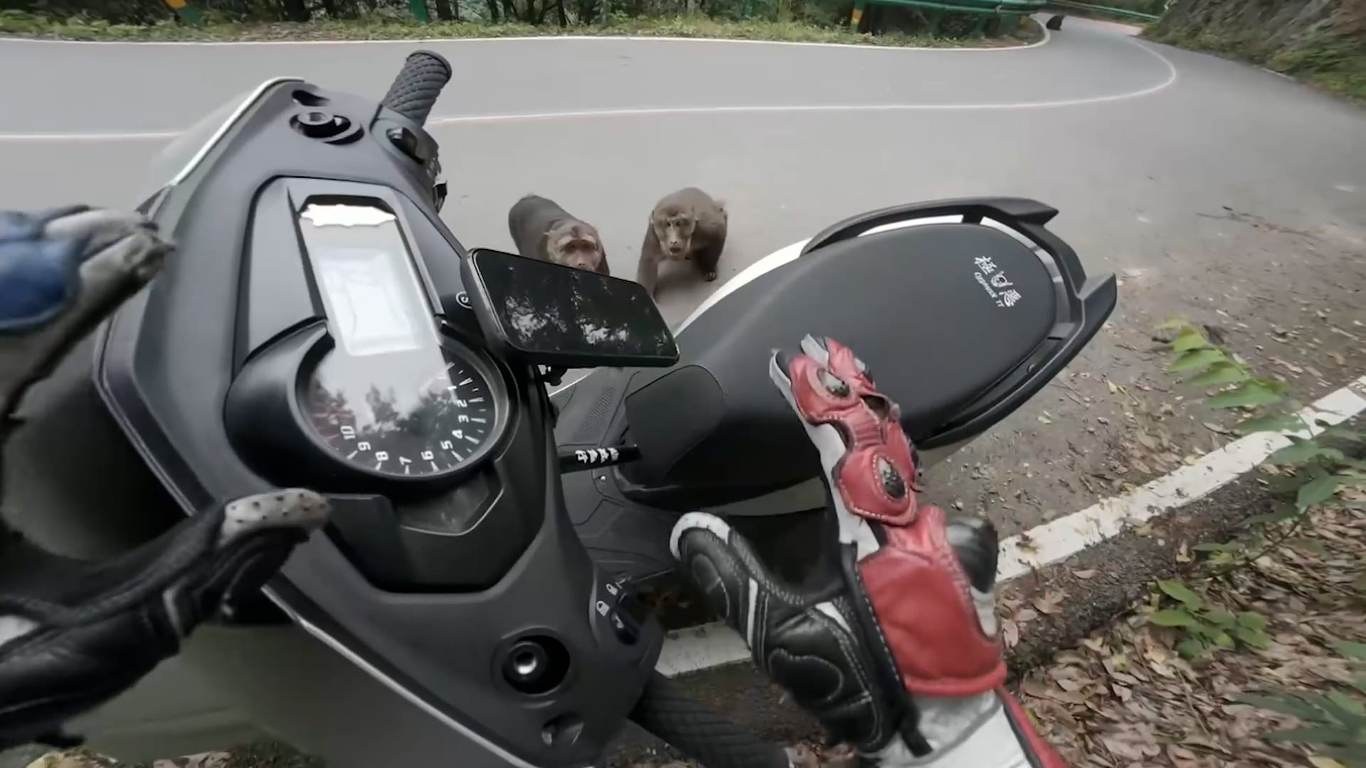 Man surrounded by monkeys during roadside encounter in China