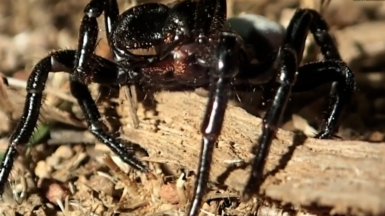 Creepy spiders | The most venomous arachnids on Earth