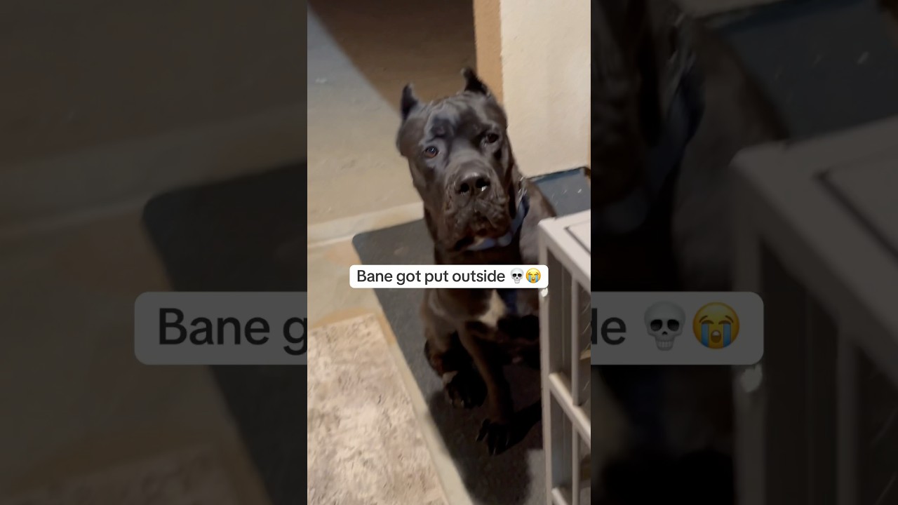 Dog’s owner jokes he needs to start earning to replace the rug