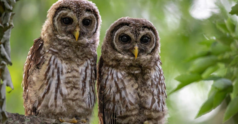 The US plan to kill 450,000 owls to save one species