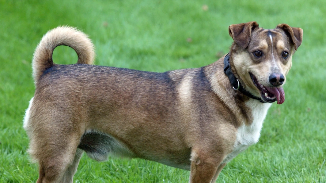 Experts challenge dog breed stereotypes with new data