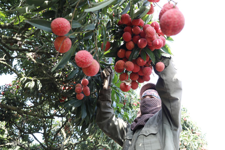 Lychee prices soar as output more than halves