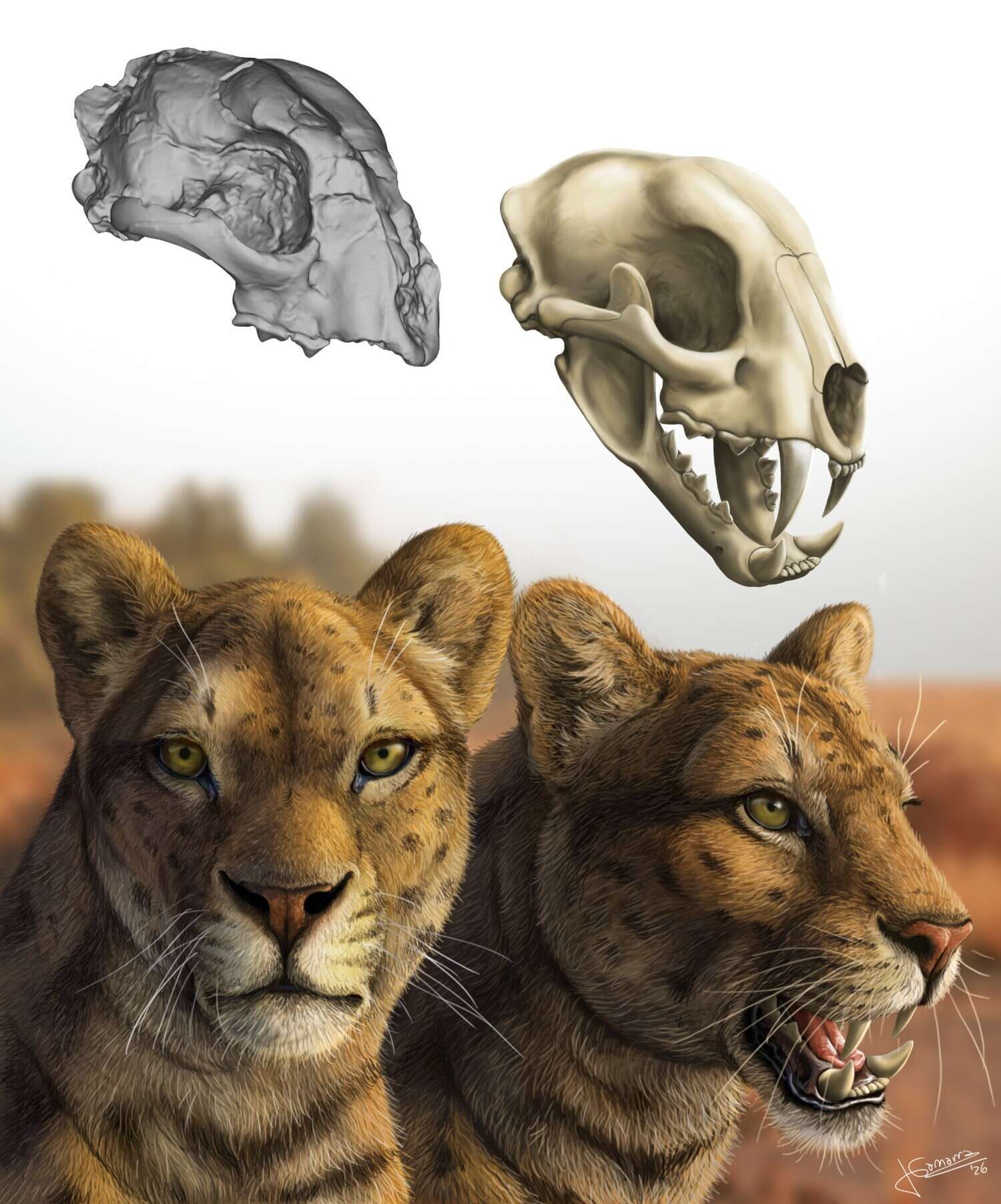 Scientists just found an early sabre-toothed cat hiding in a New York ...