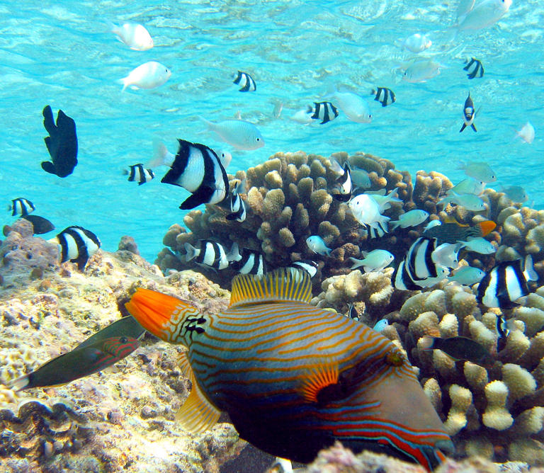 Artificial light is keeping reef fish awake in the Gulf of Aqaba; they ...