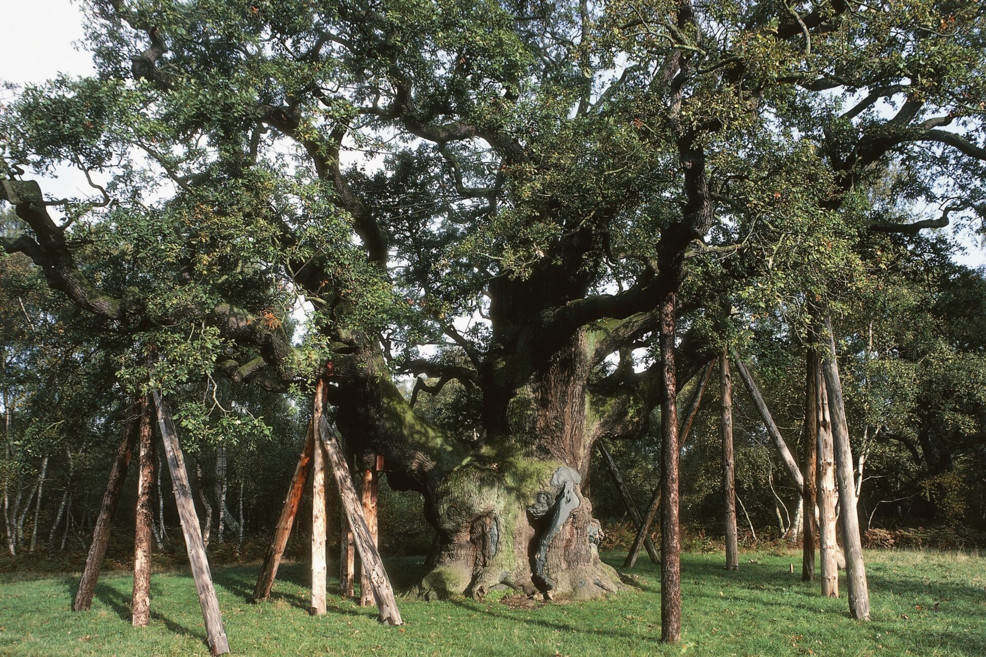 El roble mayor que cobijó a Robin Hood murió a los 1.200 años