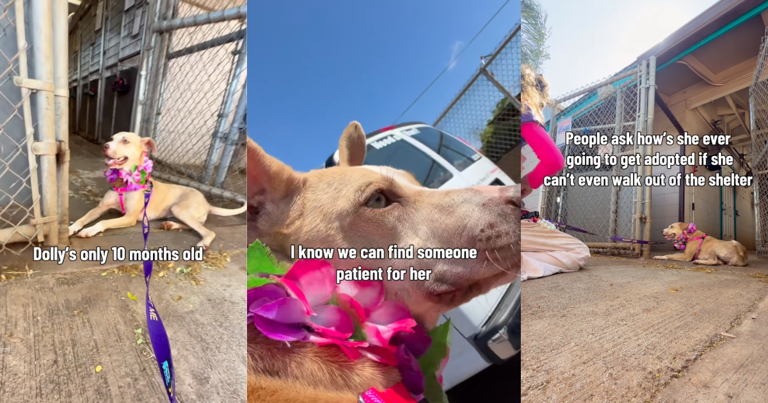 'Terrified' shelter dog stops at the kennel door, too scared of the ...