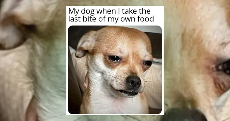 A secret stash of 31 emotional support memes to get you through the week