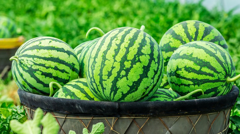 What you need to know to choose the tastiest watermelon at the store