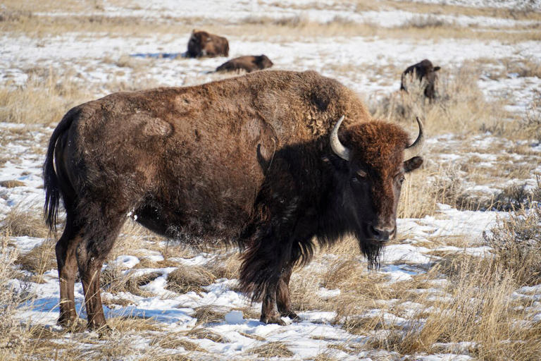 1st bison calves born at Batoche in nearly 150 years get Michif names