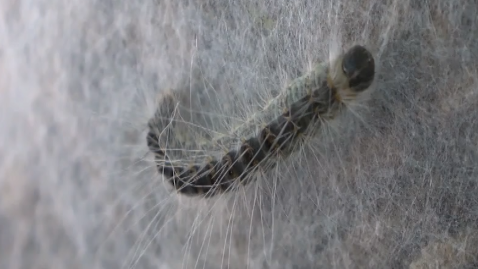 Toxic caterpillars infest Berlin’s parks