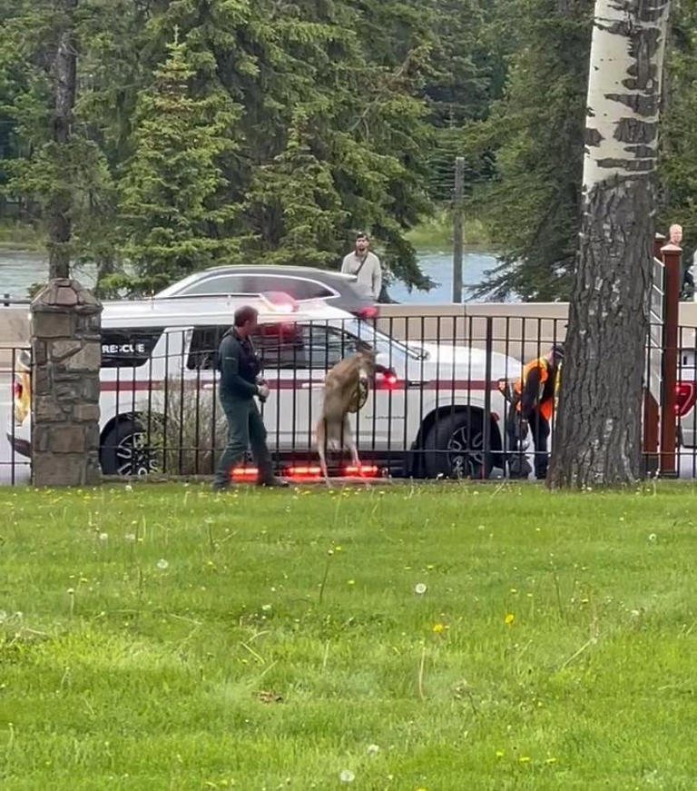 Watch: Stuck deer rescued from metal fence in Alberta