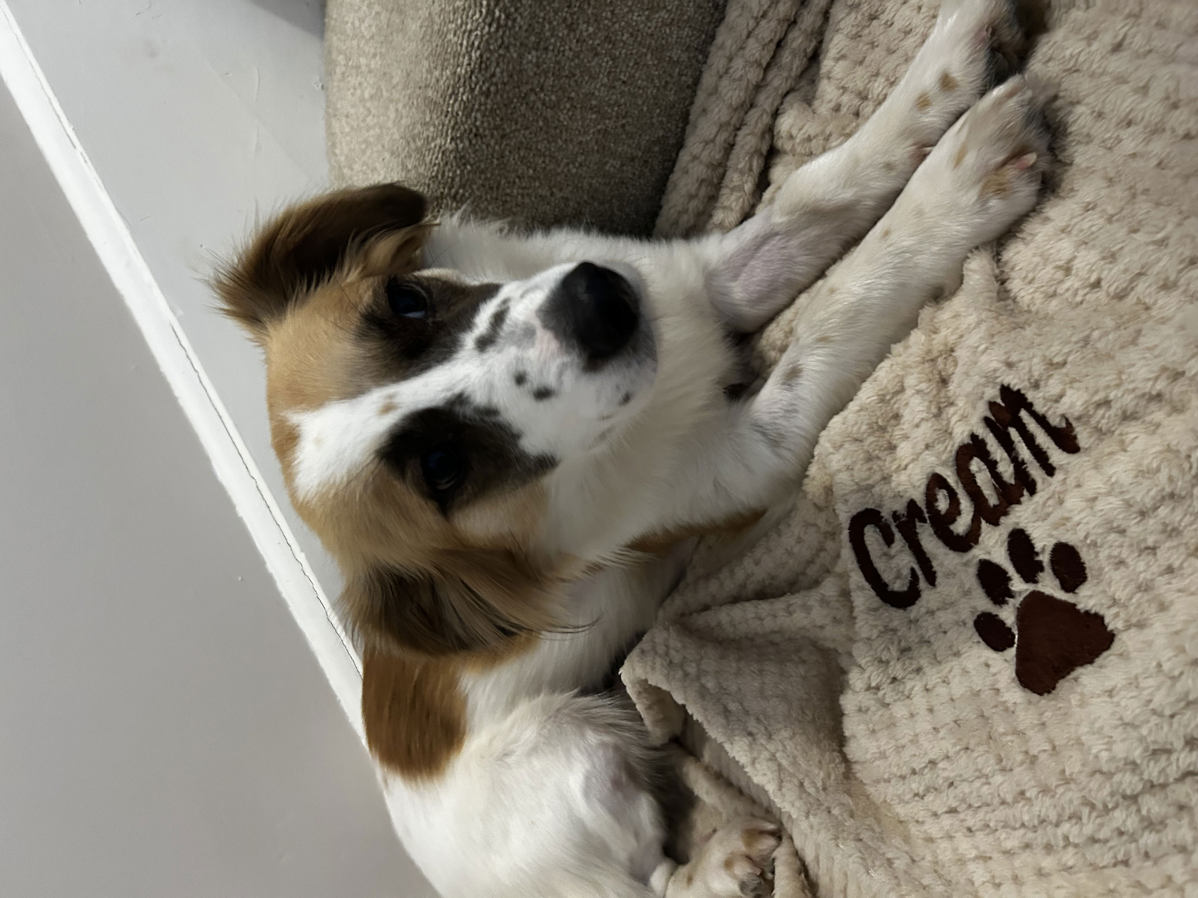 Edinburgh family's desperate search for 'loveliest little dog' who went ...