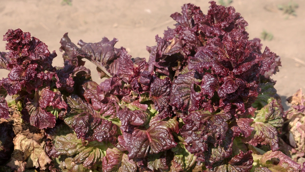 Preventing lettuce from bolting in warm weather