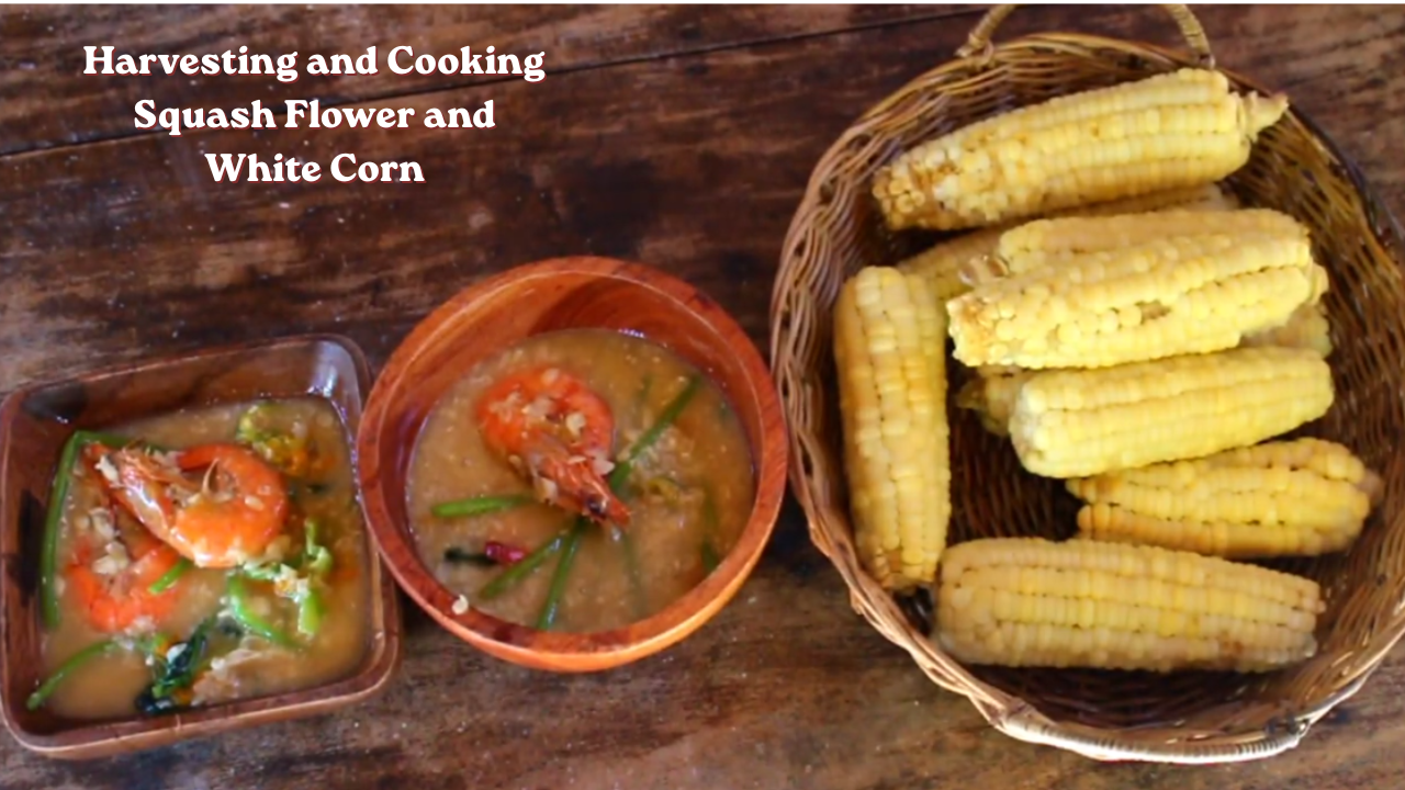 Farm life in the Philippines harvesting fresh corn and squash flowers