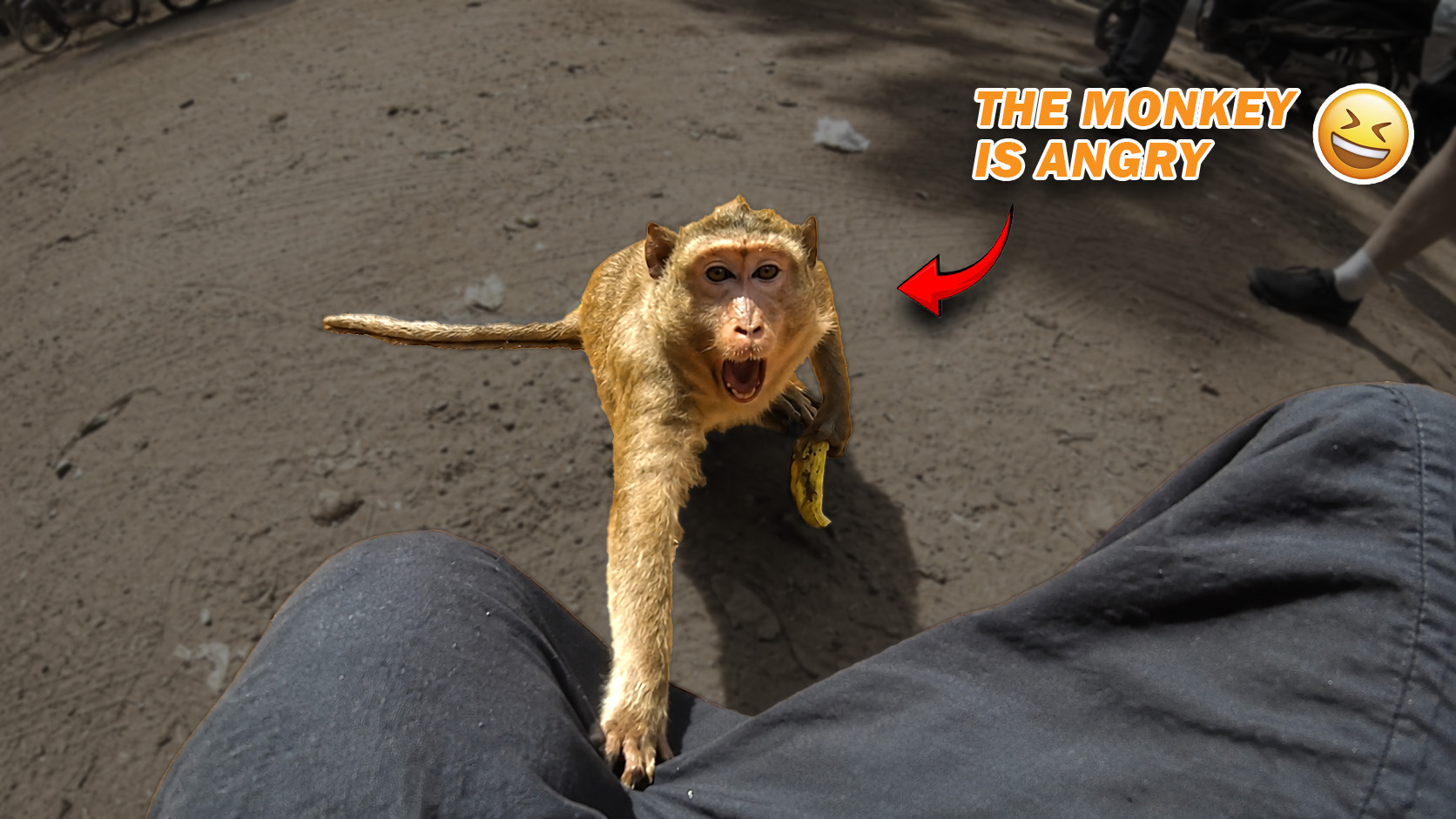 Random funny monkey videos