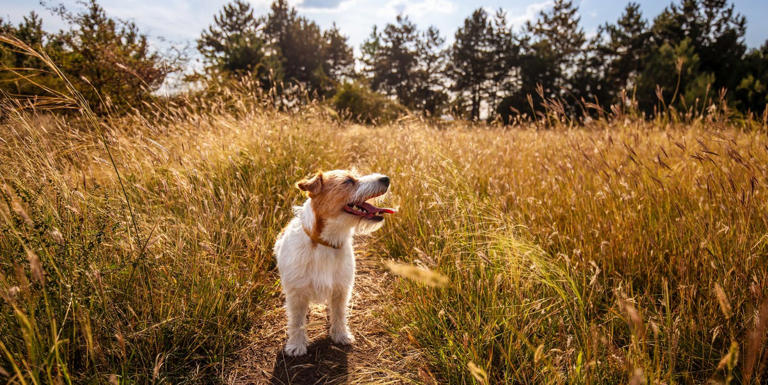 Wet bulb temperature explained: Why it could be dangerous for your dog ...