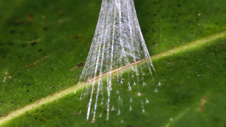 Watch the first-ever video of a newfound spider’s spring-loaded death trap