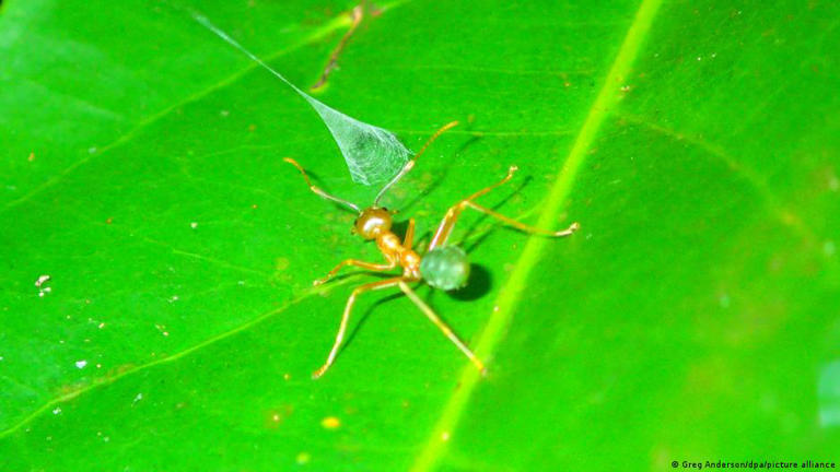 La trampa de la araña ballesta: el sofisticado sistema mecánico que ...