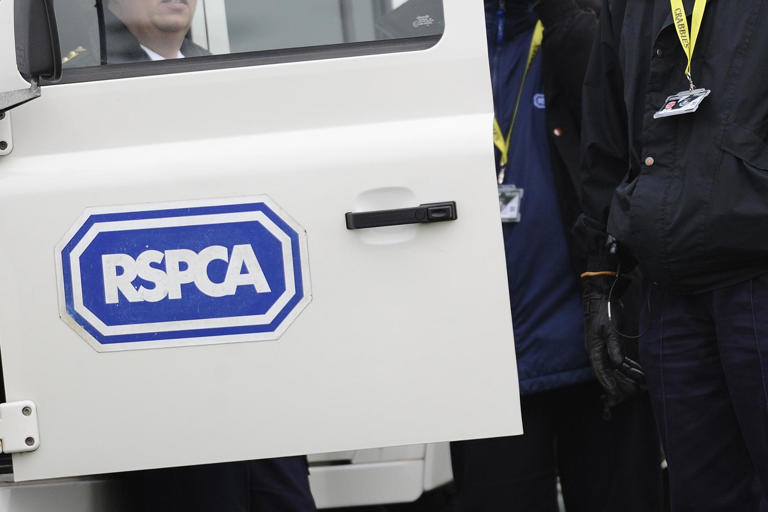 Foal discovered abandoned in Slapton as RSPCA raises 'concerns'