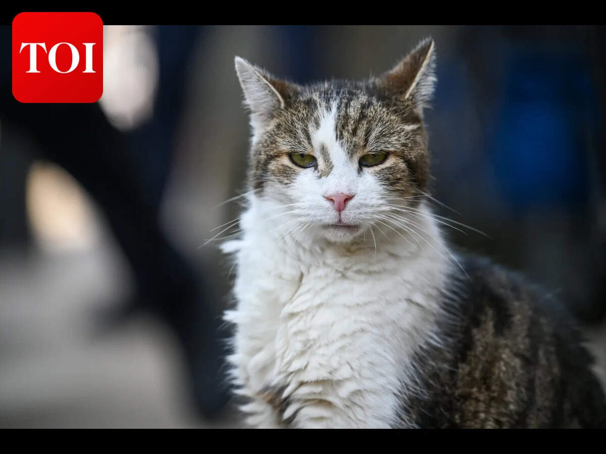 The family cat may be ageing more like humans than anyone realised, and ...